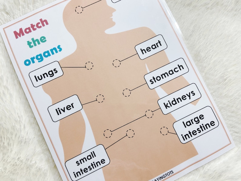 Body Organs Matching Activity Printable for Kids, Human Anatomy ...
