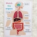 Body Organs Matching Activity Printable for Kids, Human Anatomy ...