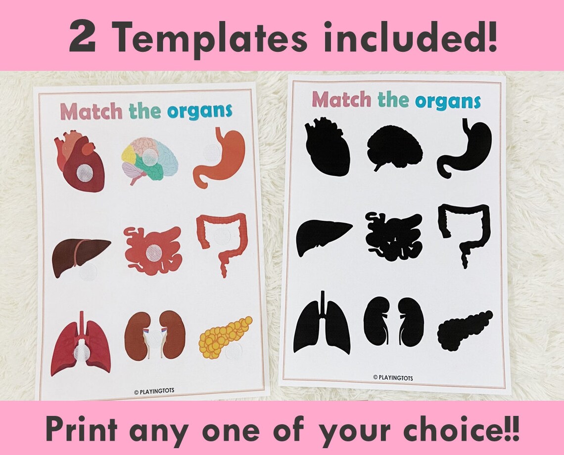 Body Organs Matching Activity Printable for Kids Human - Etsy