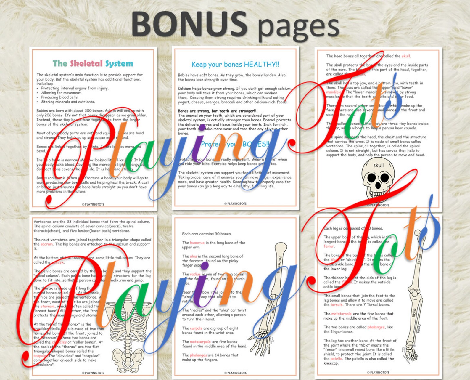 The Skeletal System Activity Printable, Human Anatomy Activity ...