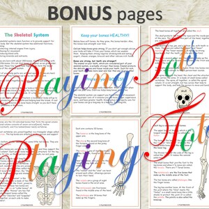 The Skeletal System Activity Printable, Human Anatomy Activity ...