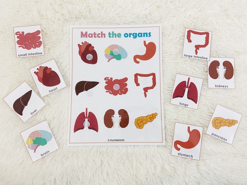 Body Organs Matching Activity Printable for Kids Human | Etsy