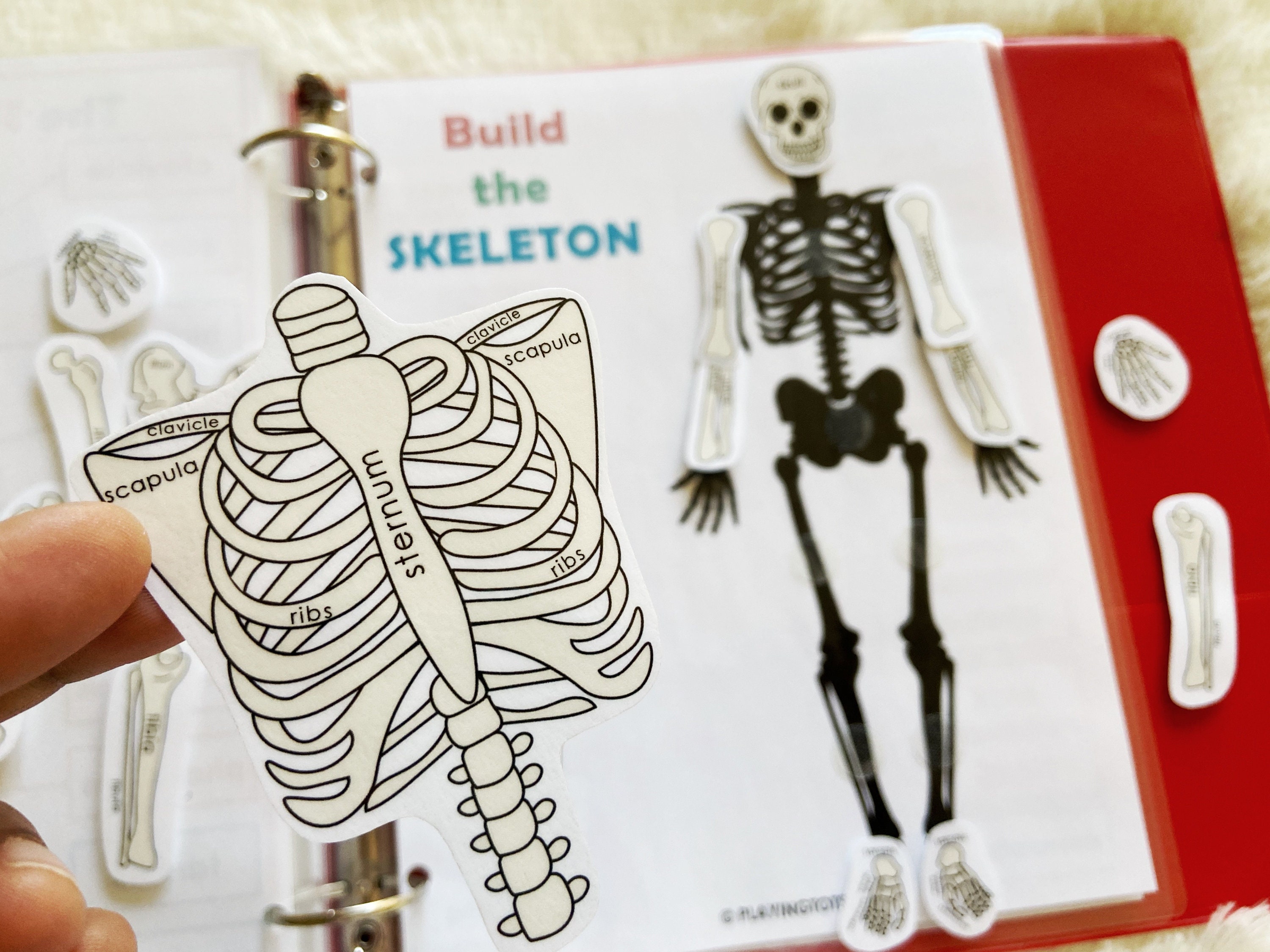The Skeletal System Activity Printable, Human Anatomy Activity ...
