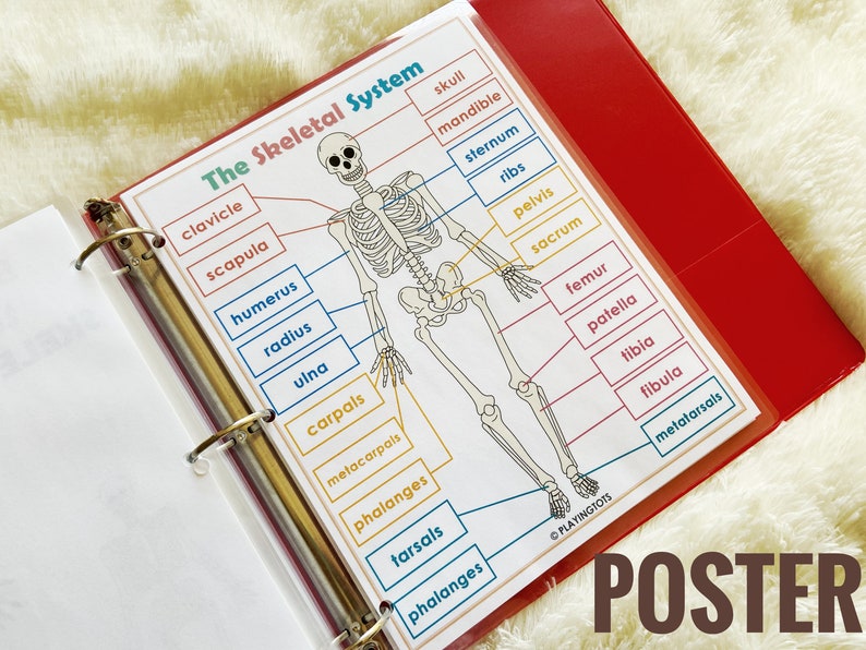 The Skeletal System Activity Printable, Human Anatomy Activity ...