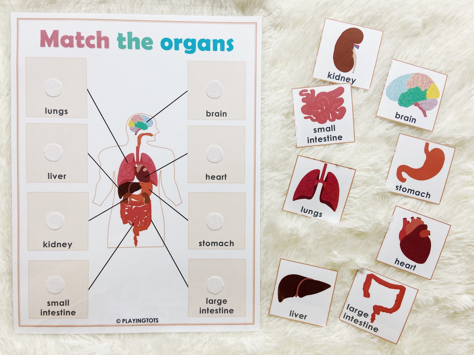 Body Organs Matching Activity Printable for Kids Human | Etsy