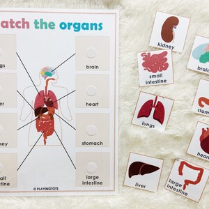 Body Organs Matching Activity Printable for Kids Human - Etsy
