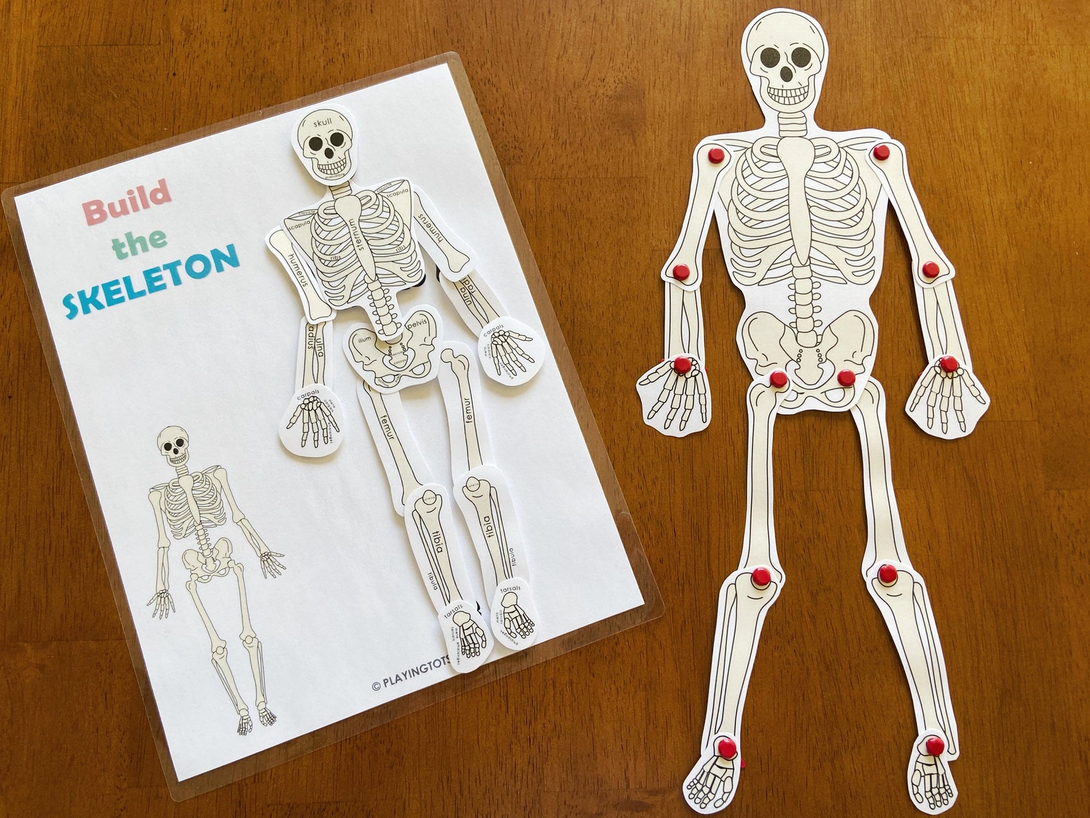 The Skeletal System Activity Printable, Human Anatomy Activity ...