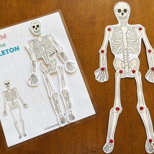 The Skeletal System Activity Printable, Human Anatomy Activity ...