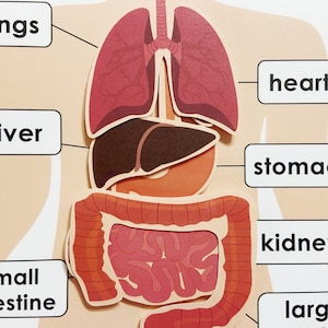 Body Organs Matching Activity Printable for Kids, Human Anatomy ...