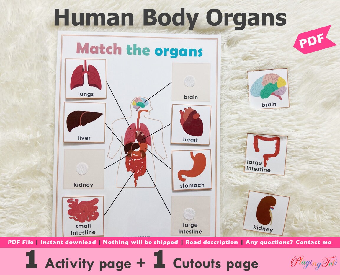 Body Organs Matching Activity Printable for Kids Human | Etsy