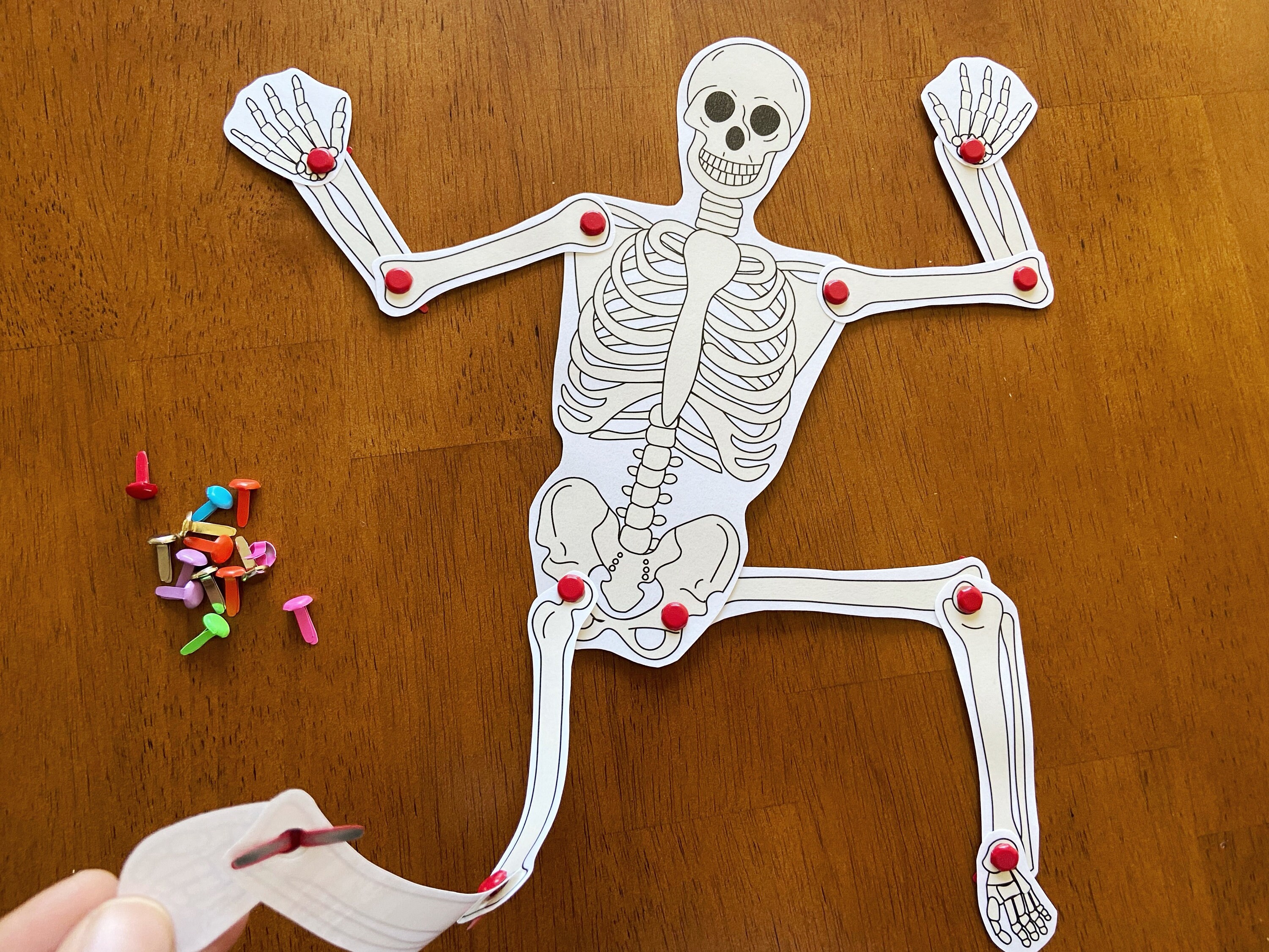 The Skeletal System Activity Printable, Human Anatomy Activity ...
