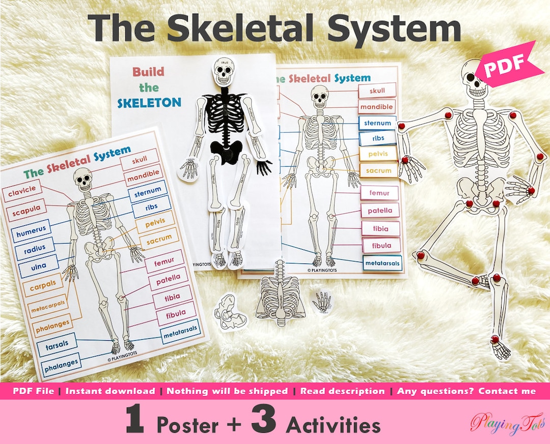 The Skeletal System Activity Printable, Human Anatomy Activity ...