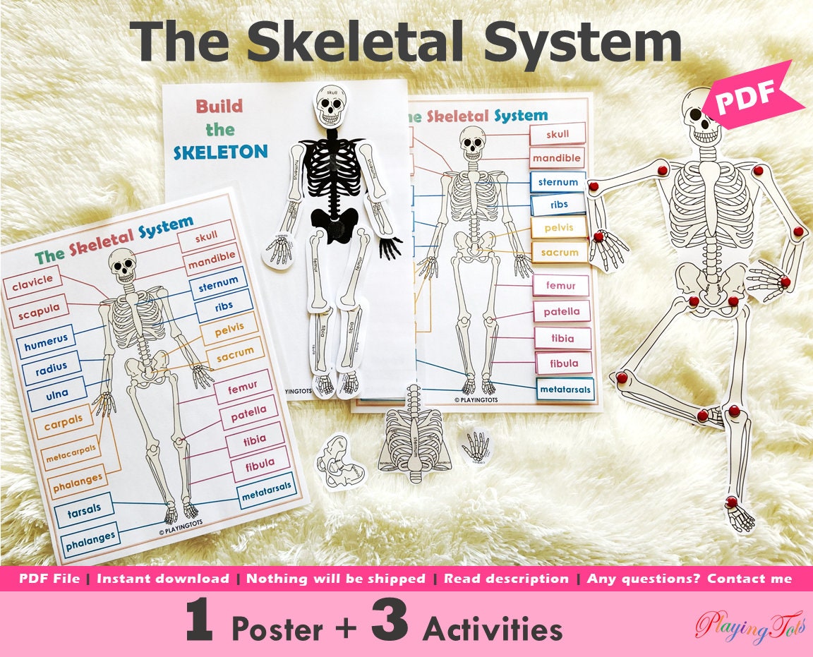 The Skeletal System Activity Printable Human Anatomy - Etsy Canada