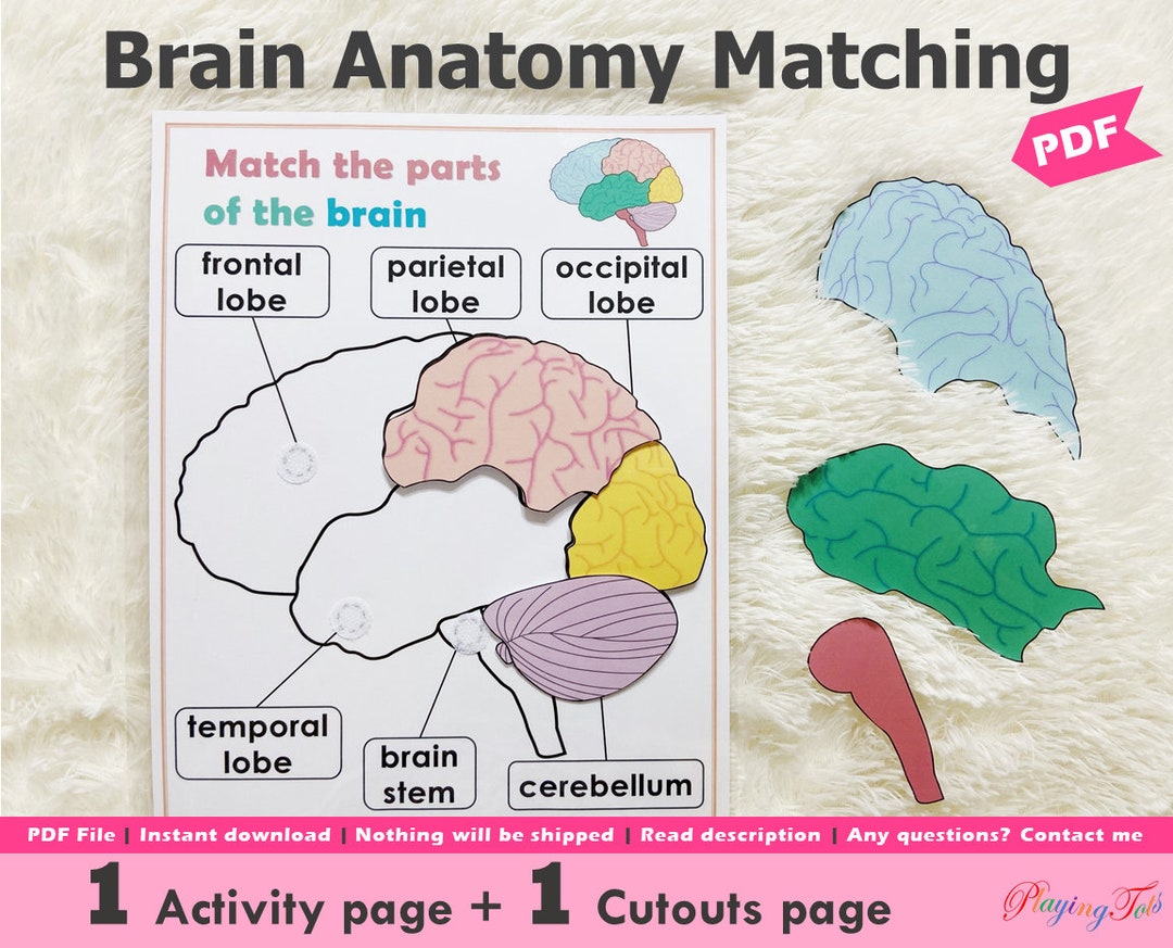 Brain Anatomy Matching Activity Printable, Parts of the Human Brain ...