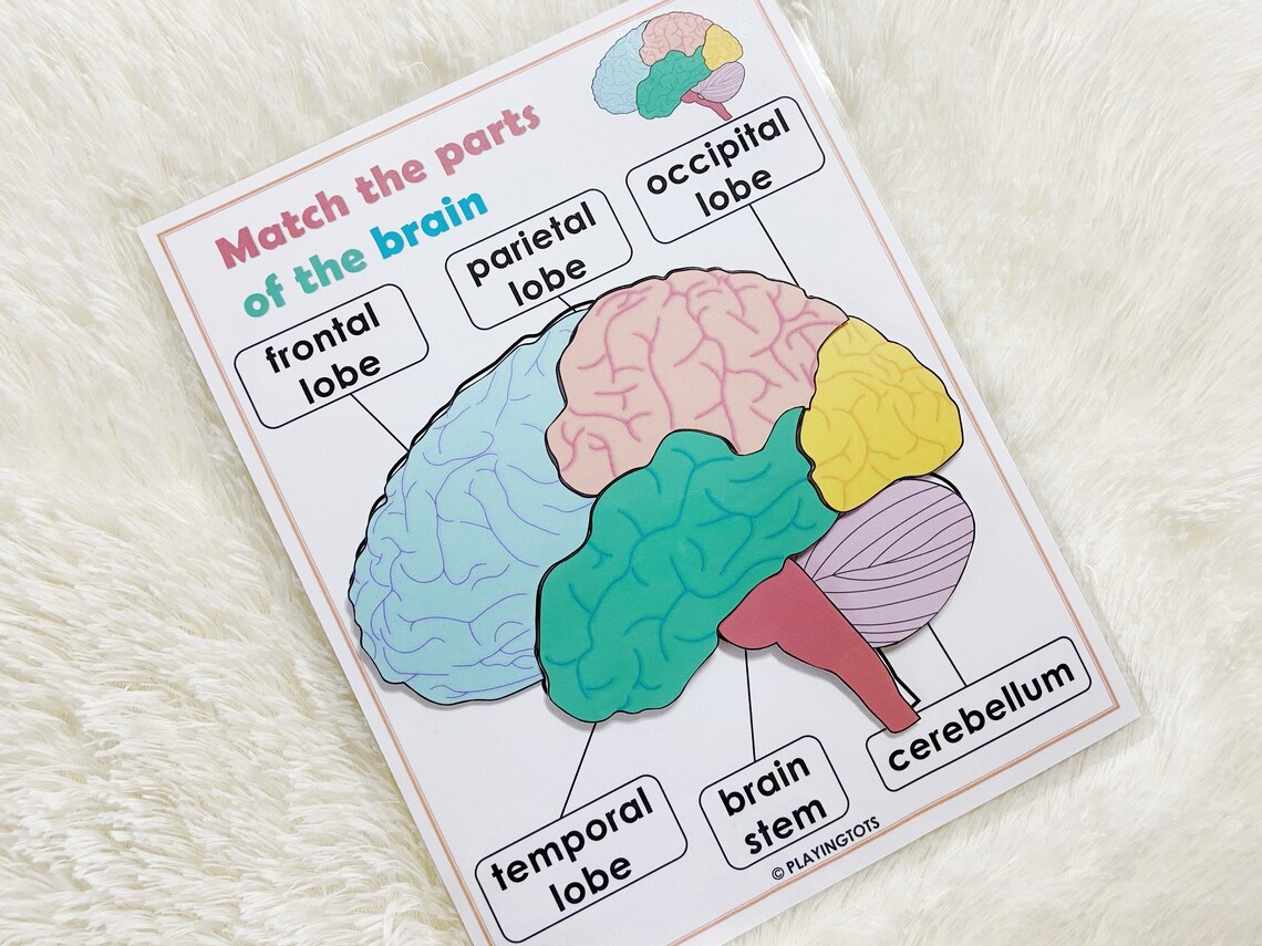 Brain Anatomy Matching Activity Printable Parts of the Human | Etsy