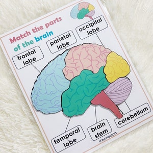 Brain Anatomy Matching Activity Printable, Parts of the Human Brain ...