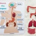 Body Organs Matching Activity Printable for Kids, Human Anatomy ...