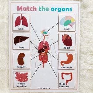 Body Organs Matching Activity Printable for Kids Human - Etsy