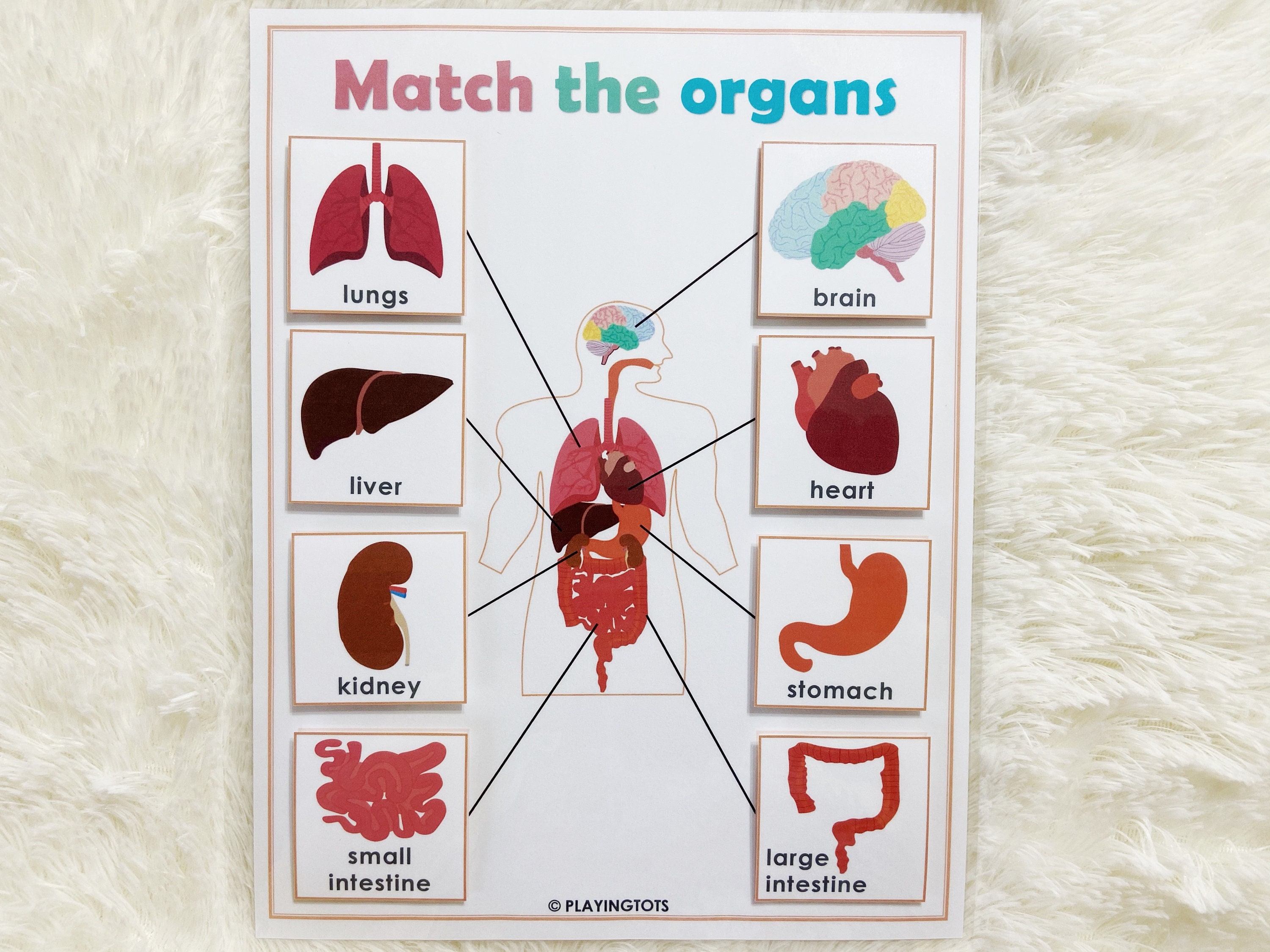 Body Organs Matching Activity Printable for Kids Human | Etsy