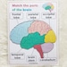Brain Anatomy Matching Activity Printable, Parts of the Human Brain ...