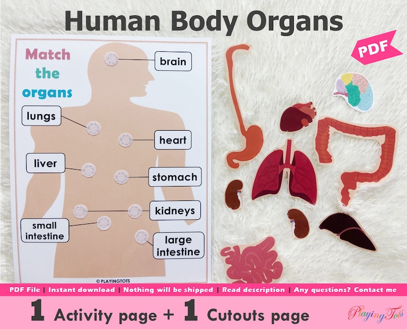 Body Organs Matching Activity Printable for Kids, Human Anatomy ...