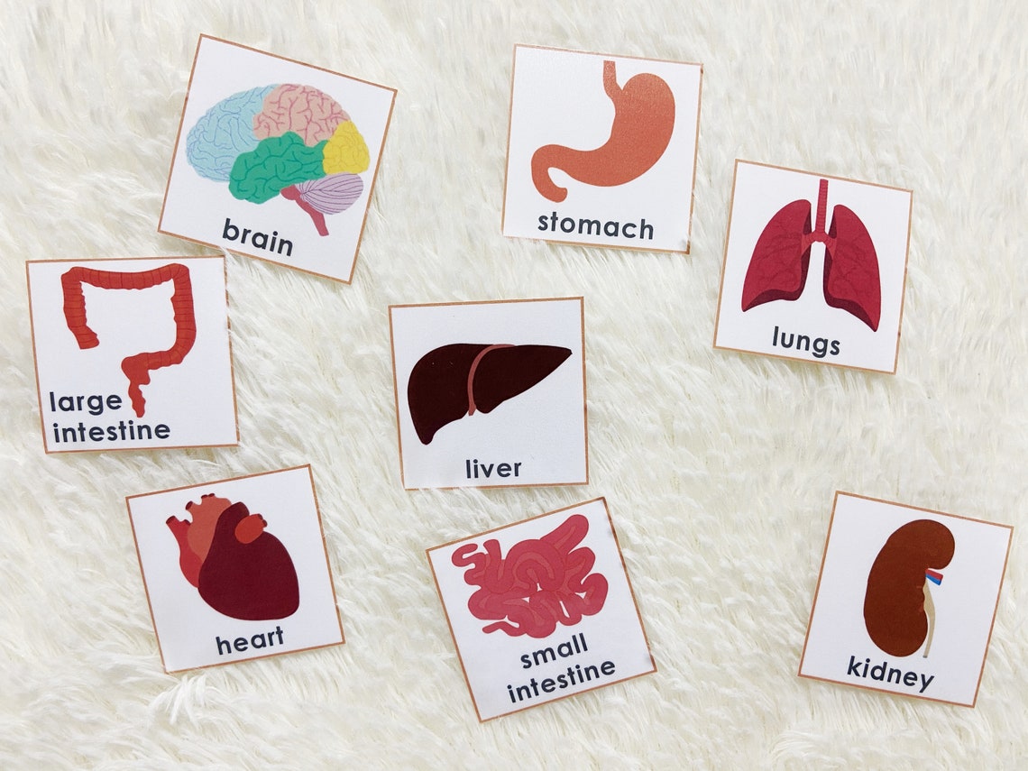 Body Organs Matching Activity Printable for Kids Human | Etsy