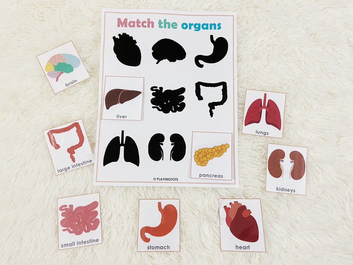 Body Organs Matching Activity Printable for Kids Human | Etsy