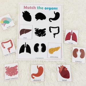 Body Organs Matching Activity Printable for Kids Human - Etsy