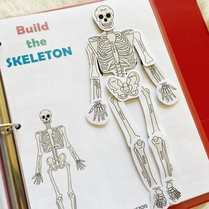 The Skeletal System Activity Printable, Human Anatomy Activity ...