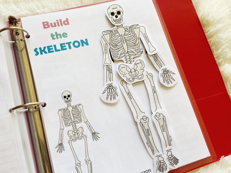 The Skeletal System Activity Printable, Human Anatomy Activity ...