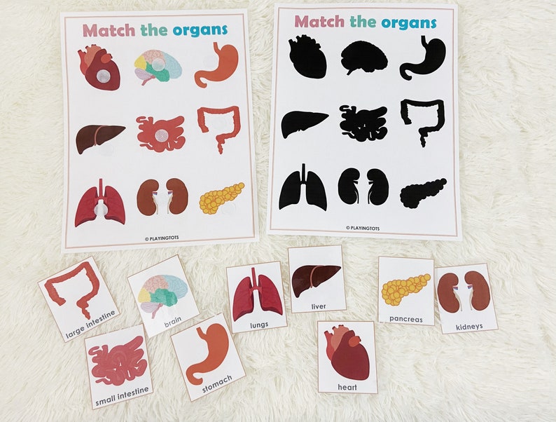 Body Organs Matching Activity Printable for Kids Human | Etsy