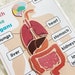 Body Organs Matching Activity Printable for Kids, Human Anatomy ...