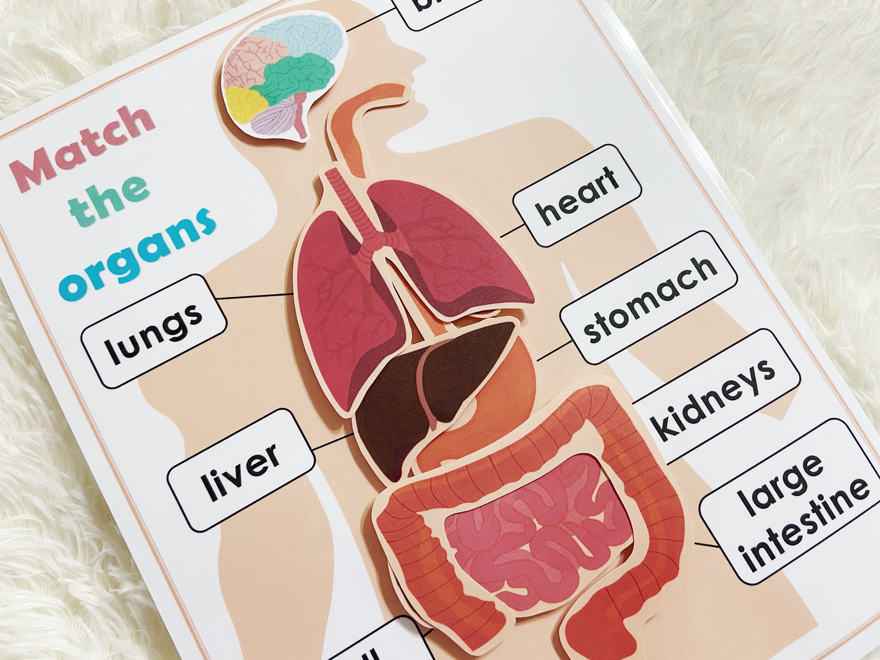 Body Organs Matching Activity Printable for Kids Human | Etsy