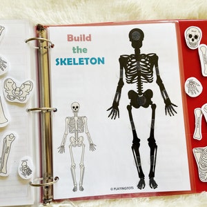 The Skeletal System Activity Printable, Human Anatomy Activity ...