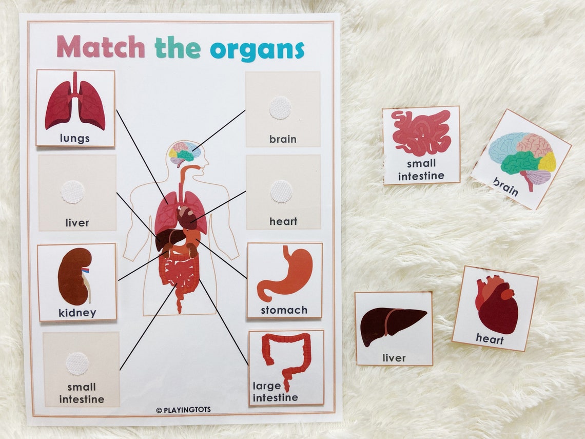 Body Organs Matching Activity Printable for Kids Human | Etsy