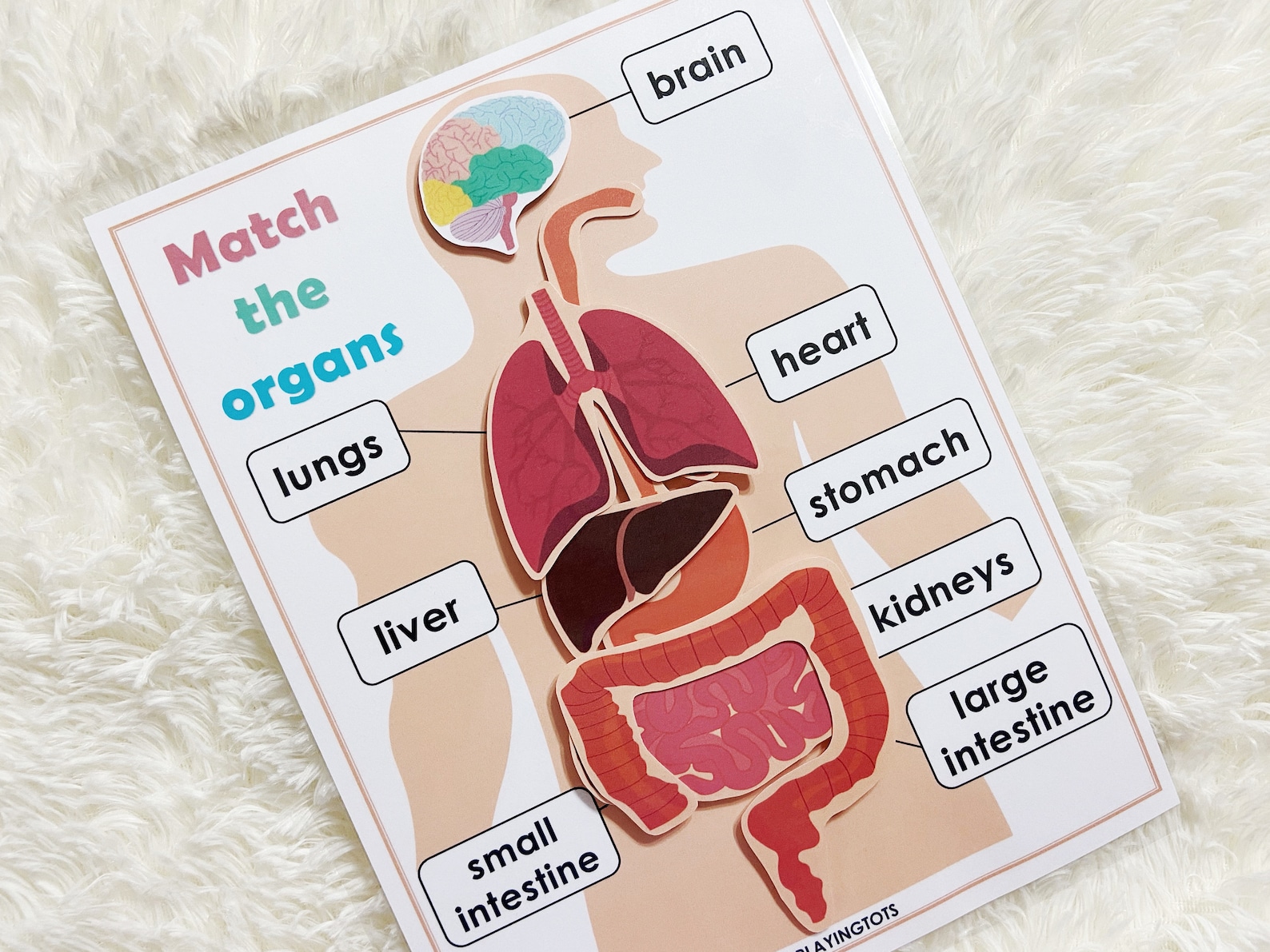 Body Organs Matching Activity Printable for Kids Human - Etsy UK