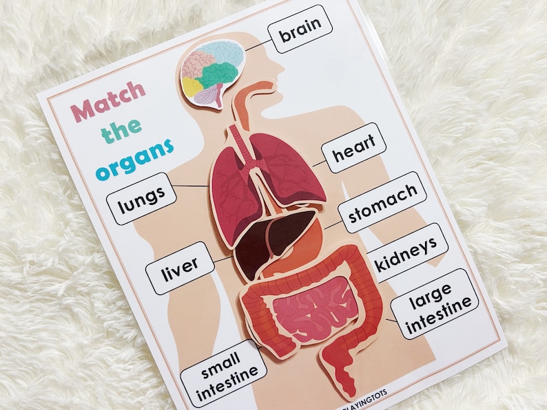 Body Organs Matching Activity Printable for Kids Human - Etsy UK