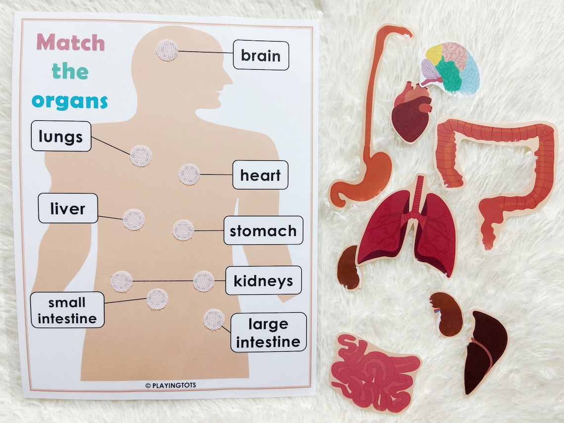 Body Organs Matching Activity Printable for Kids Human | Etsy