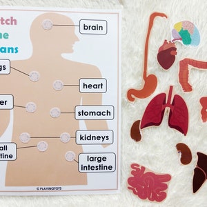 Body Organs Matching Activity Printable for Kids, Human Anatomy ...