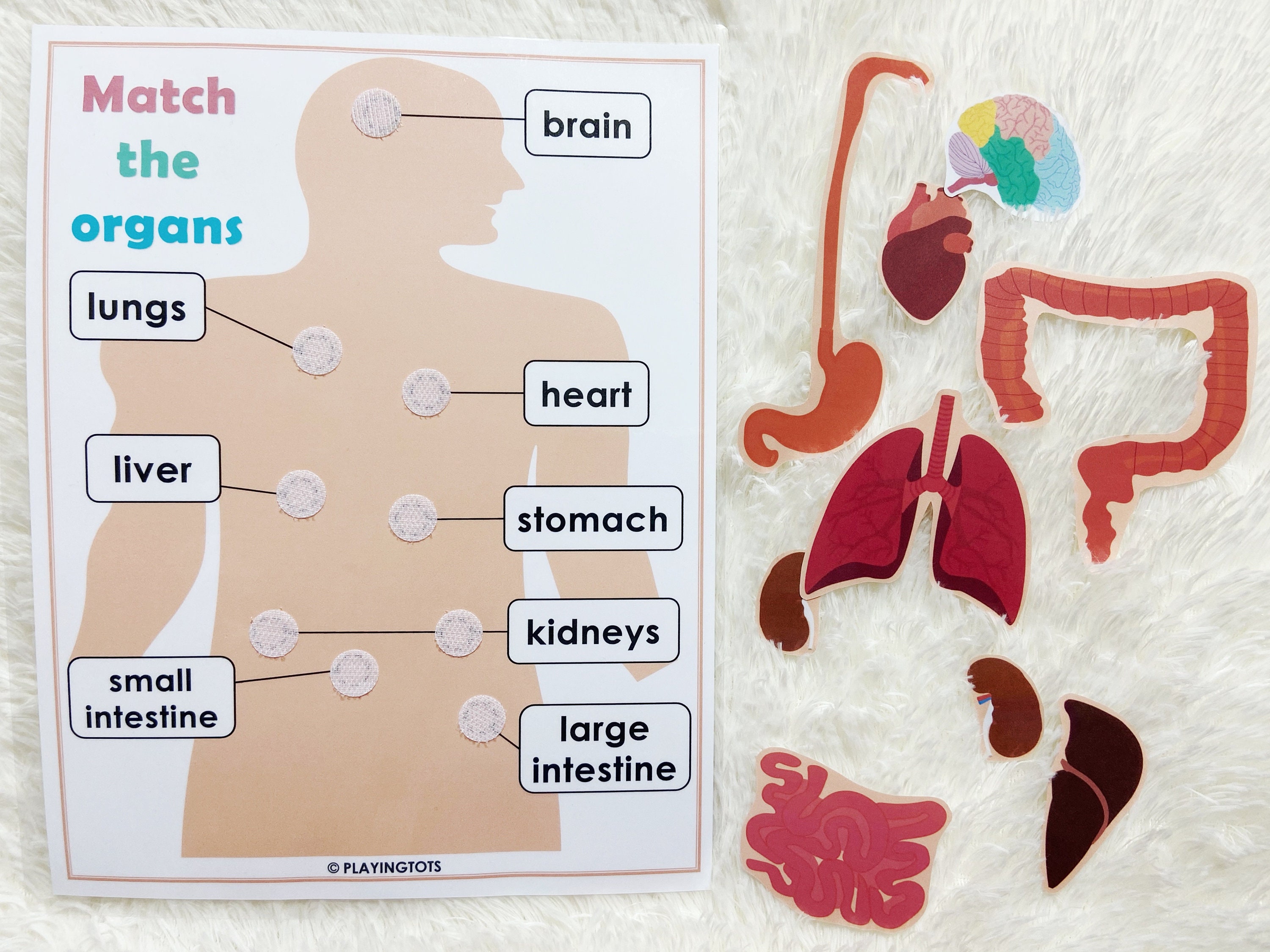 Body Organs Matching Activity Printable for Kids Human - Etsy Singapore