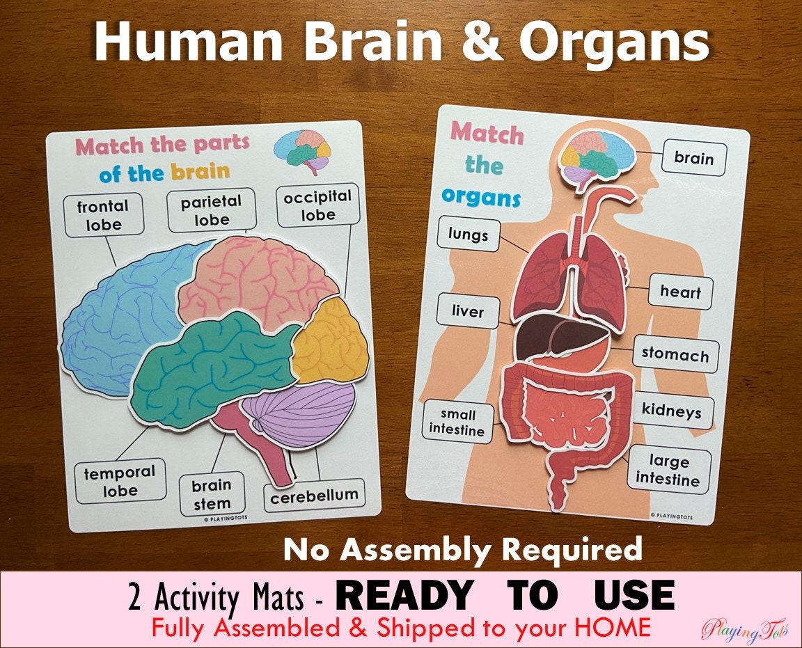 Parts Of The Human Brain For Kids