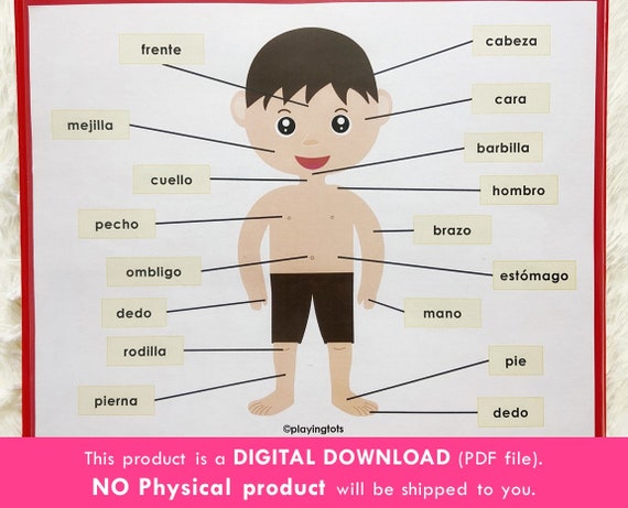 Parts Of The Body In Spanish Diagram