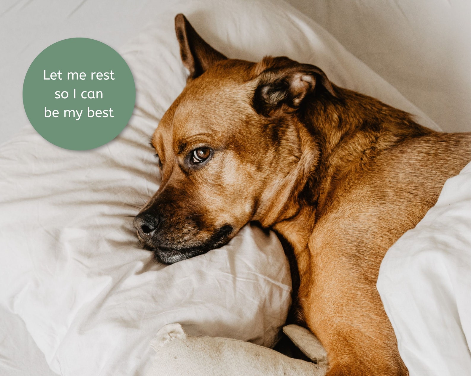 Dog RECOVERY Door SIGN Printable PDF Instant Download - Etsy