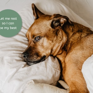 Dog RECOVERY Door SIGN Printable PDF Instant Download - Etsy