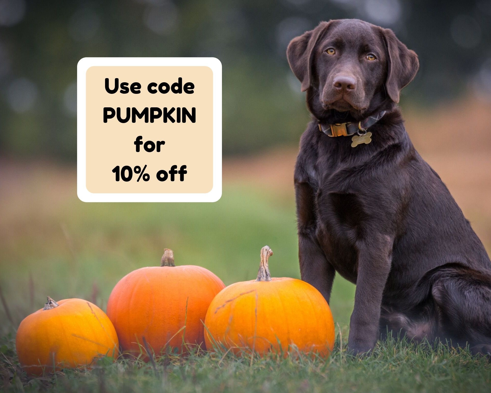 Dog Bucket List 4 Seasons Digital Download Printable - Etsy