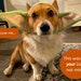 FALL Dog Bucket List Adventure Activities Digital Download Printable - Etsy