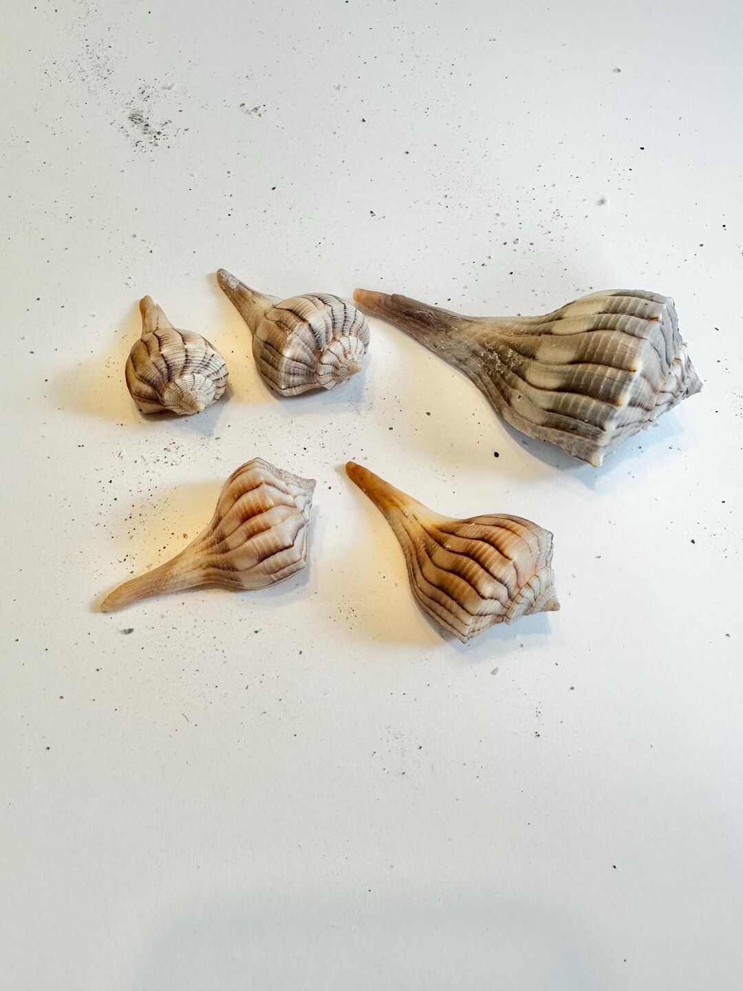Southwest Florida Lightening Whelk Shells (just off the Beach, Not ...