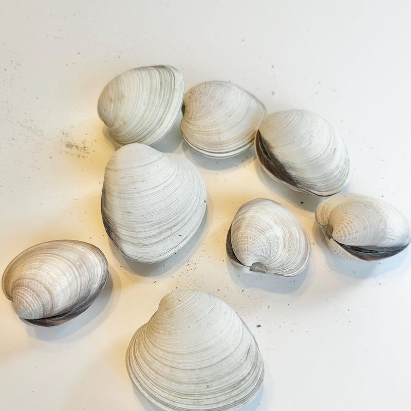 Quahog Shell - Etsy