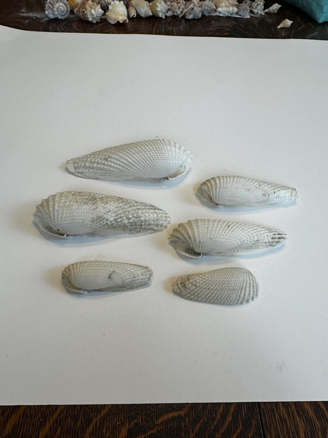 Southwest Florida Angel Wing Shells (just off the Beach, Not Cleaned ...