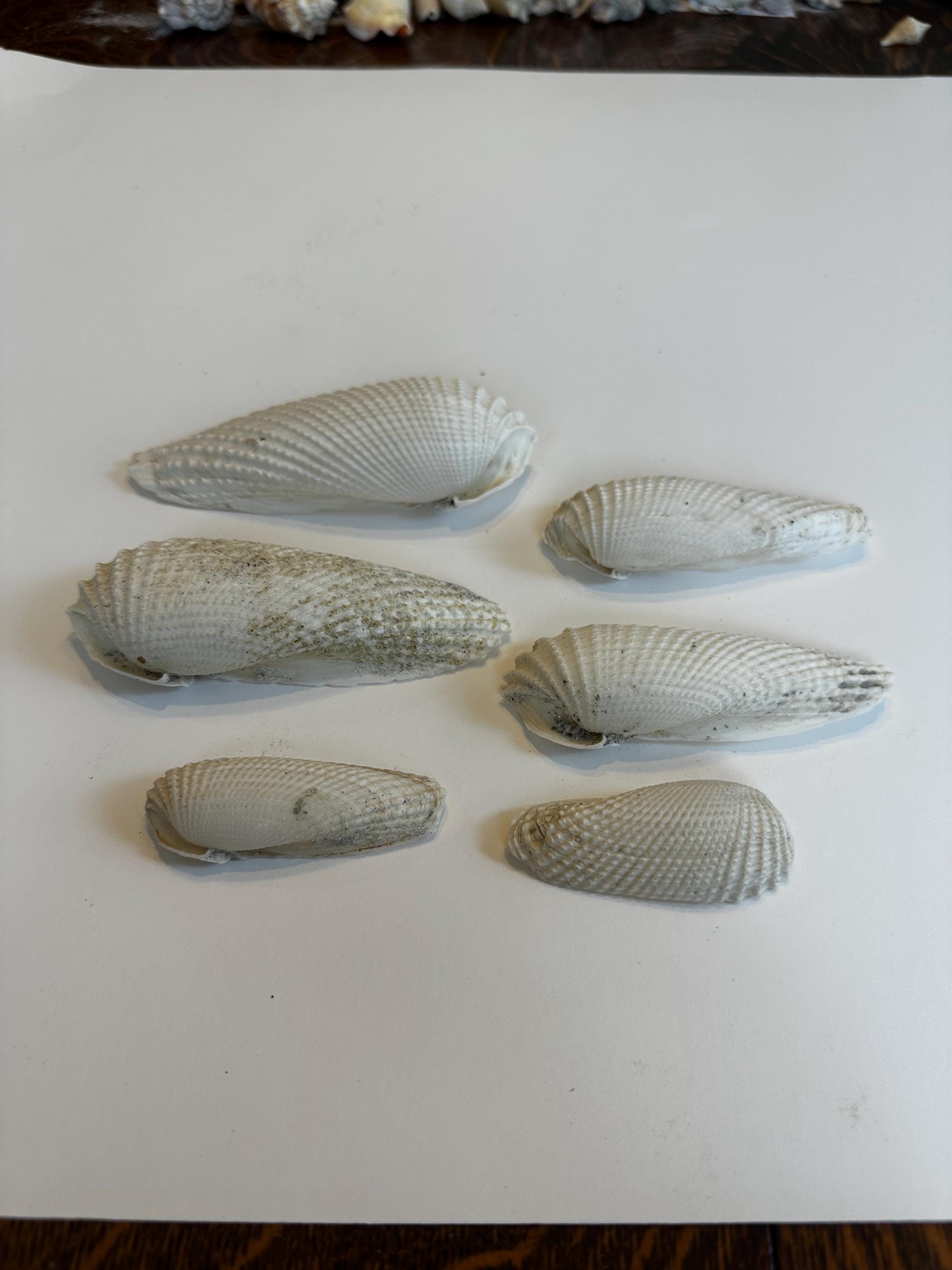 Southwest Florida Angel Wing Shells (just off the Beach, Not Cleaned ...